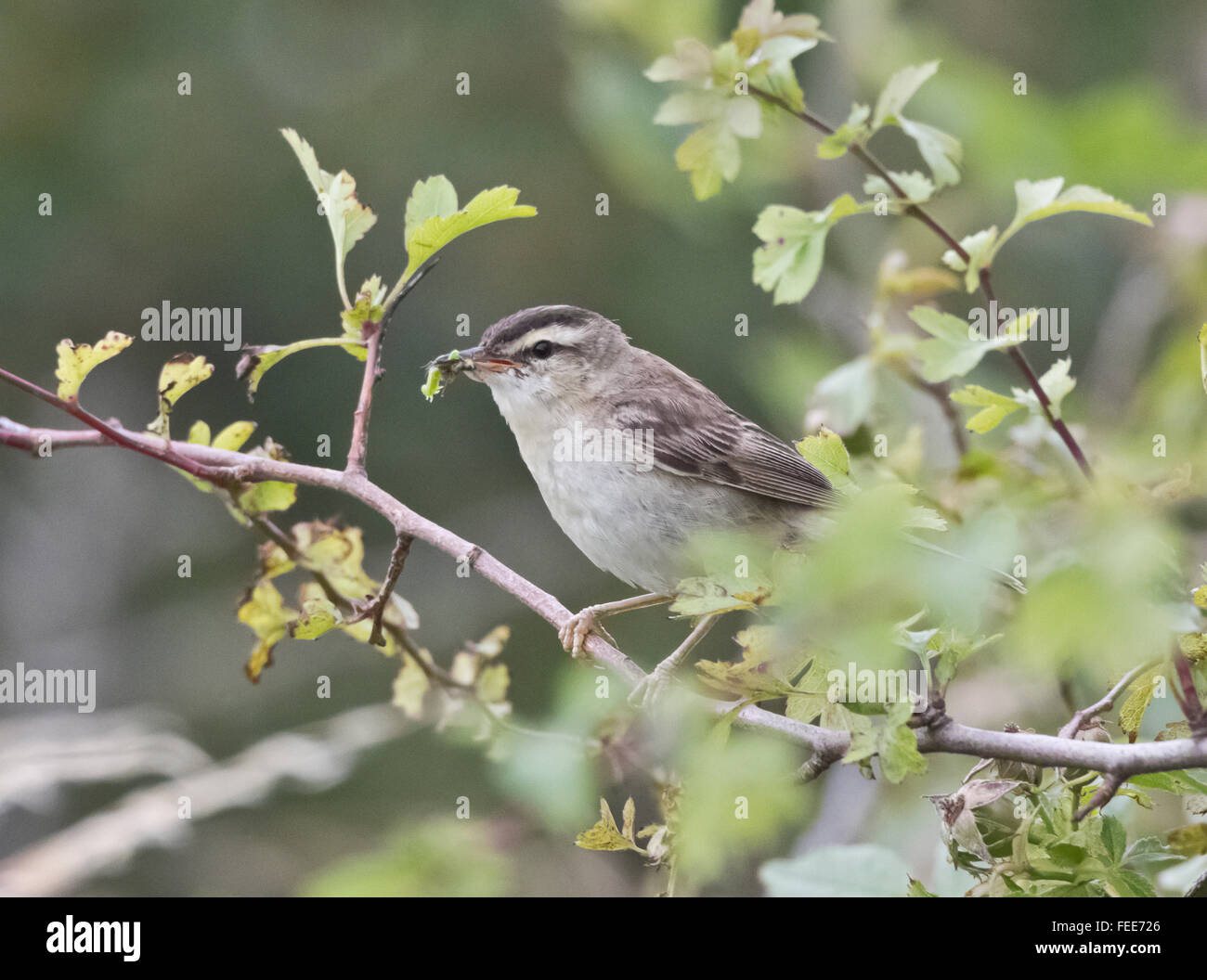 Mersehead Rspb Reserve High Resolution Stock Photography and Images - Alamy