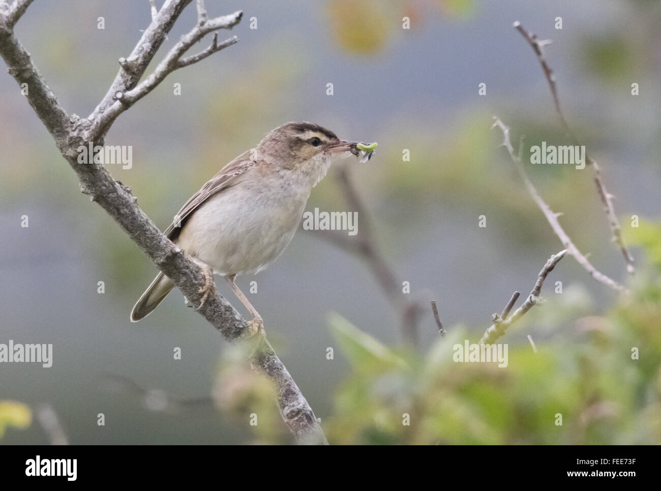 Sedge Warbler with food at RSPB Mersehead Reserve, Southwick, Dumfries ...