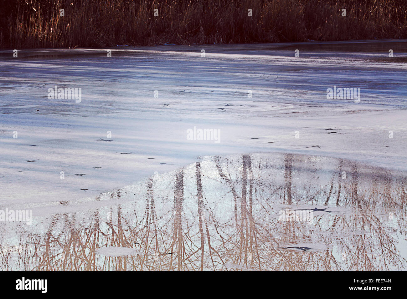 Rural nature on winter, ice melting on lake surface with trees ...
