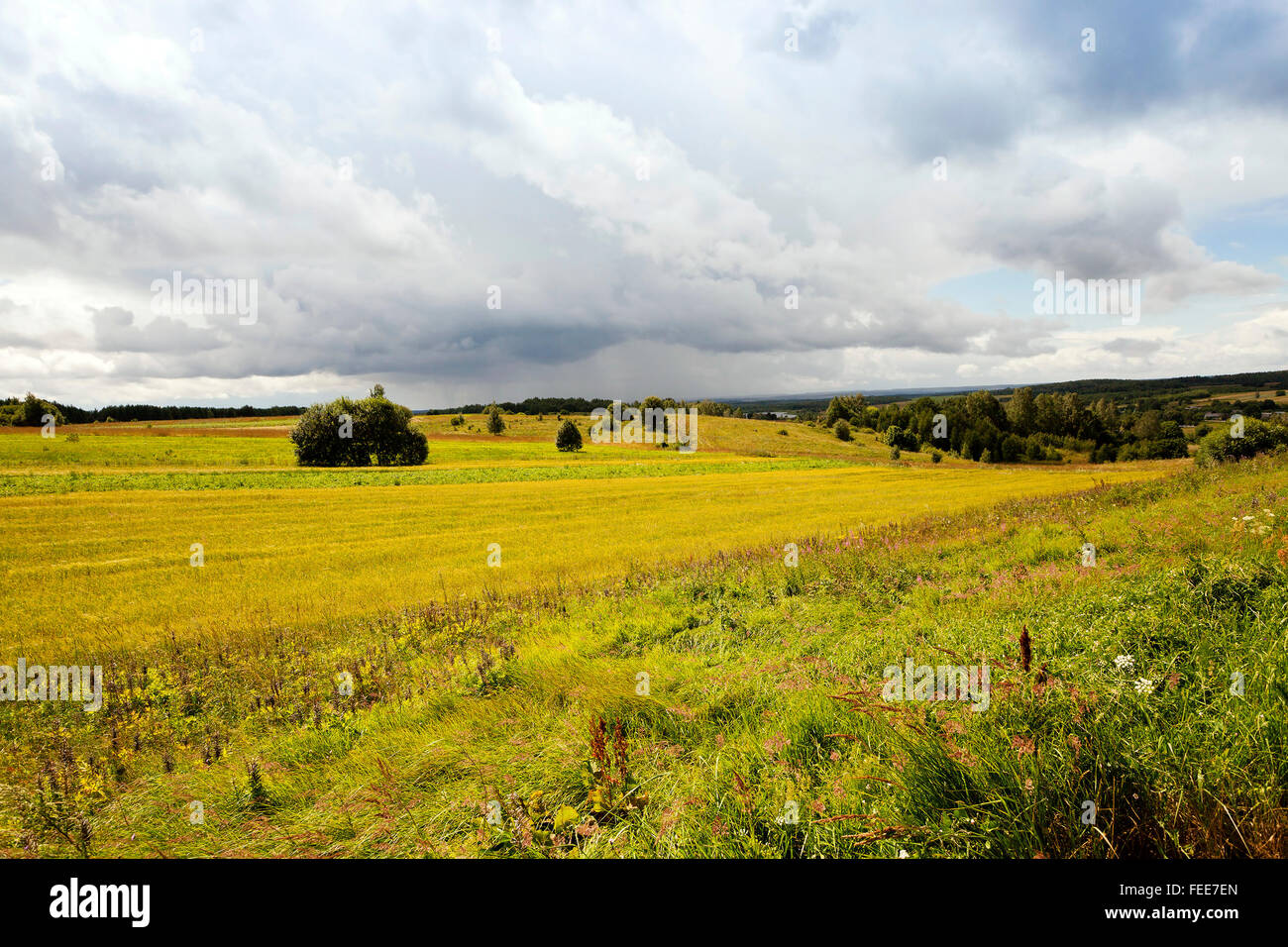 Sparse plant vegetation growth hi-res stock photography and images - Alamy