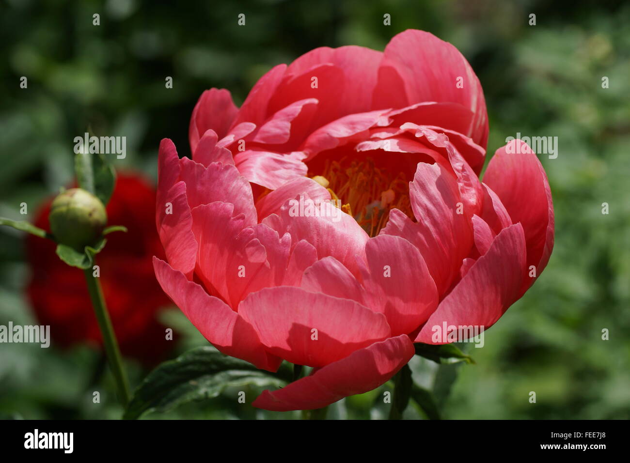 Paeonia lactiflora Coral Magic Stock Photo - Alamy