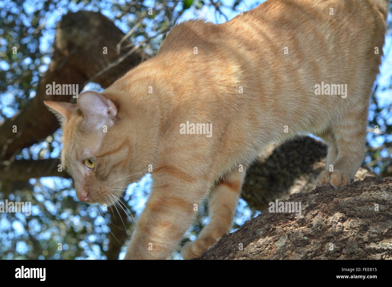 laura litterio real estate photography Stock Photo - Alamy