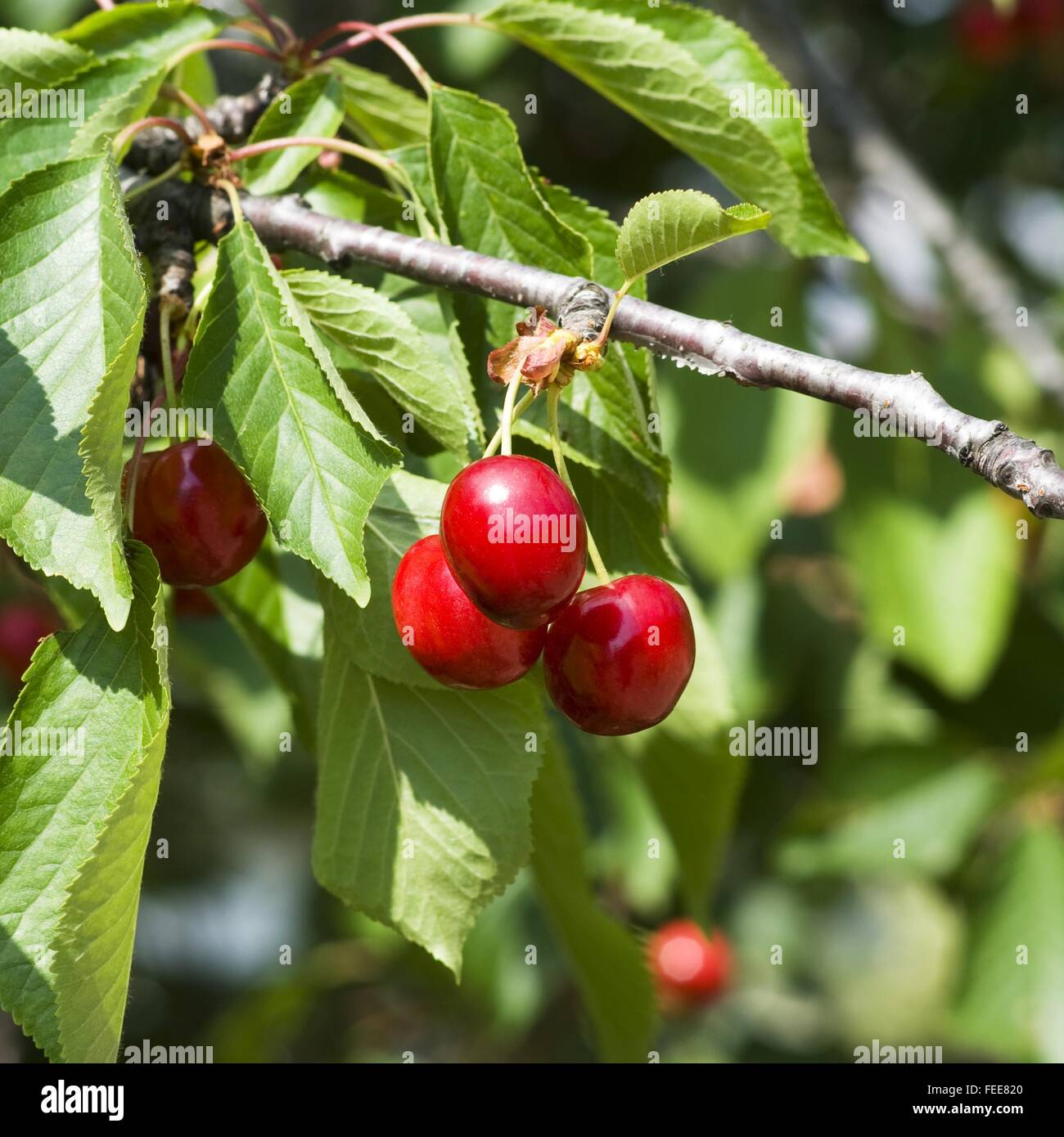 Cherries on the tree Stock Photo - Alamy