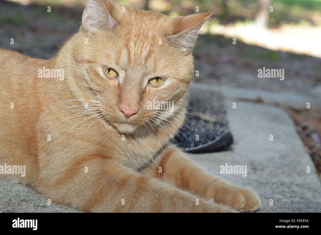 laura litterio real estate photography Stock Photo - Alamy