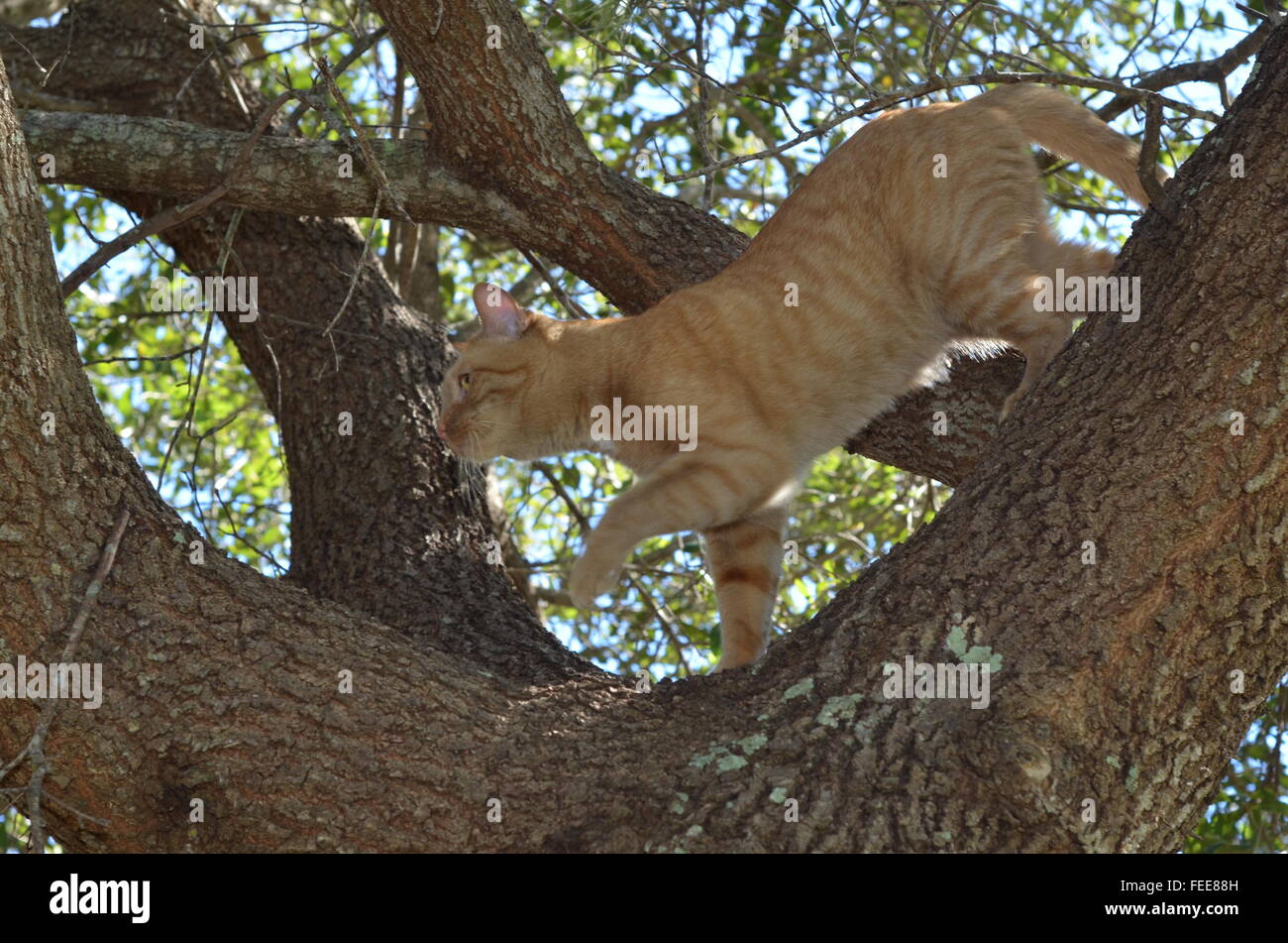 laura litterio real estate photography Stock Photo - Alamy