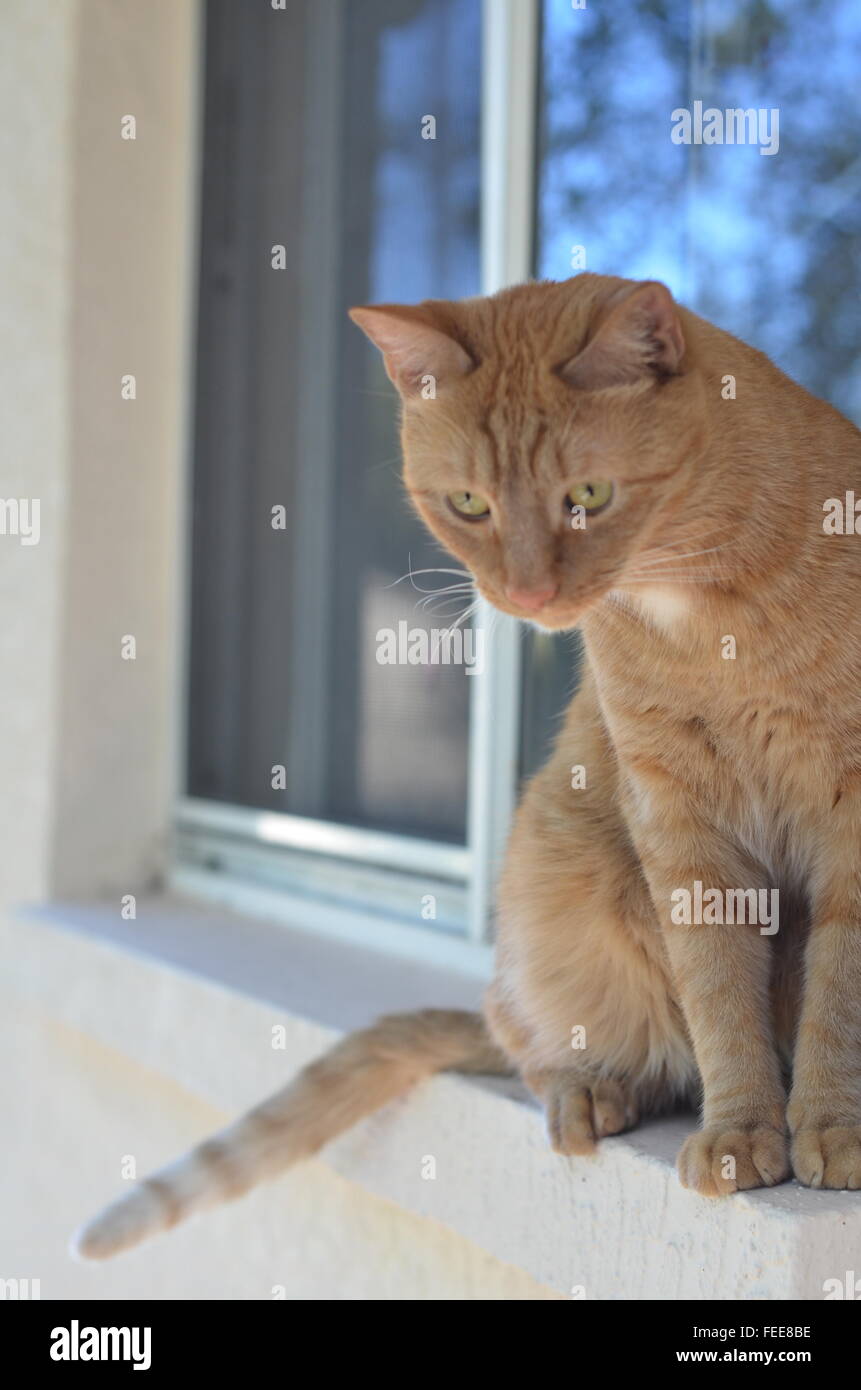 laura litterio real estate photography Stock Photo - Alamy