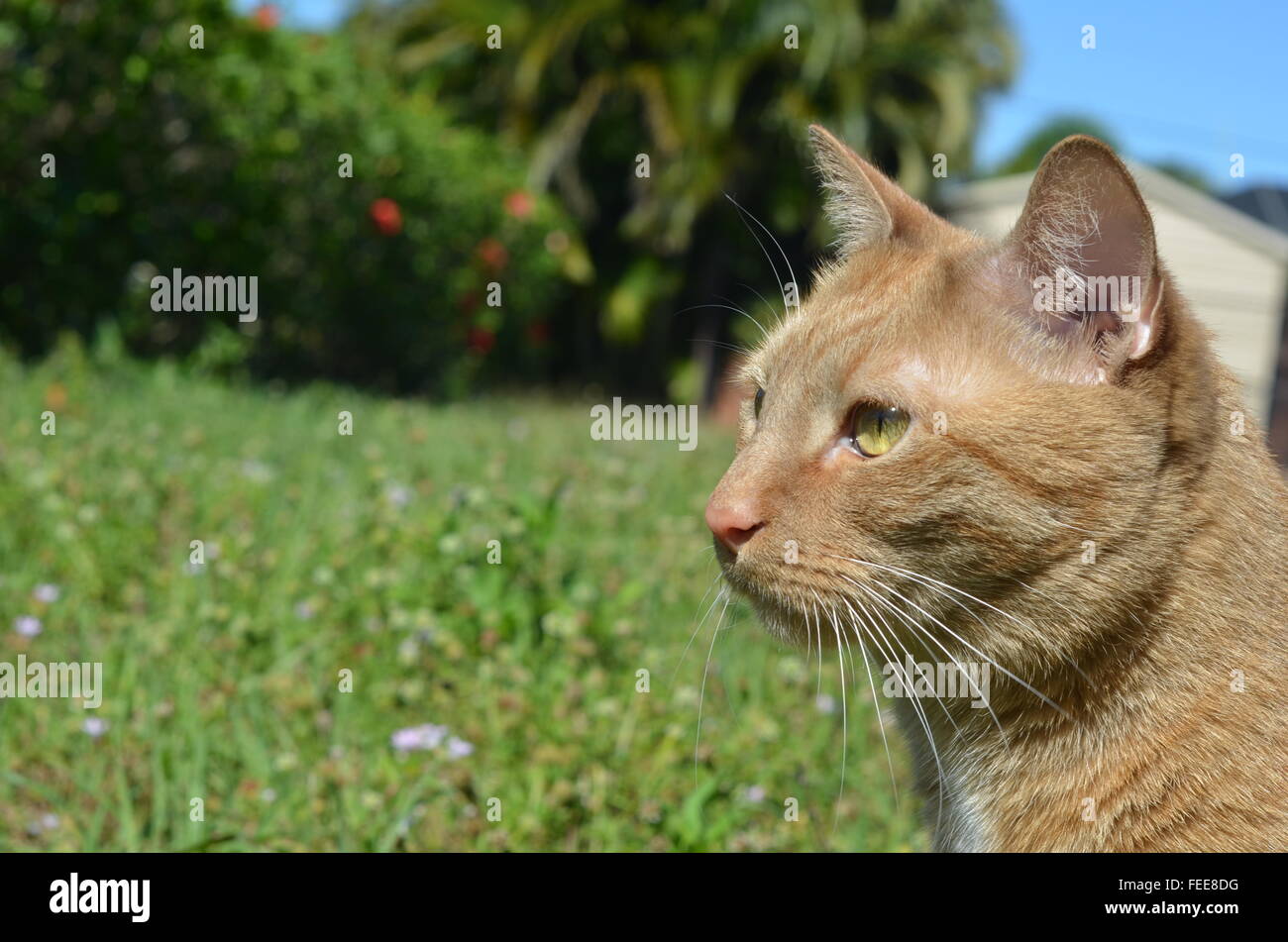 laura litterio real estate photography Stock Photo - Alamy