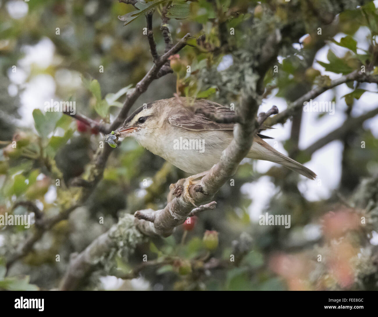 Mersehead Rspb Reserve High Resolution Stock Photography and Images - Alamy