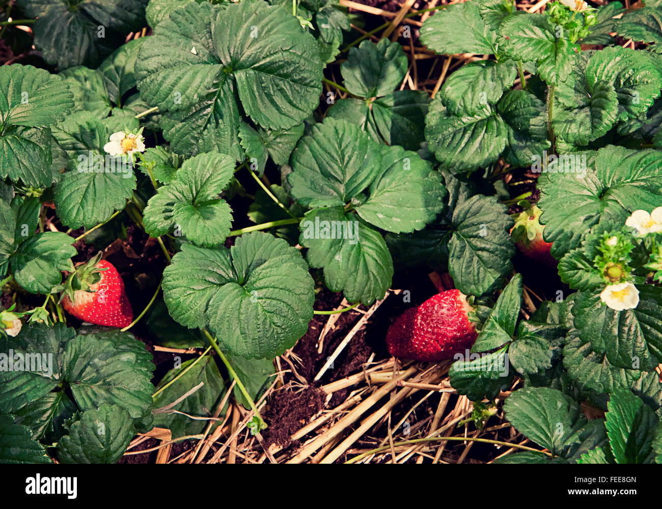 Strawberry plants in garden with ripe red fruits and flowers Stock ...