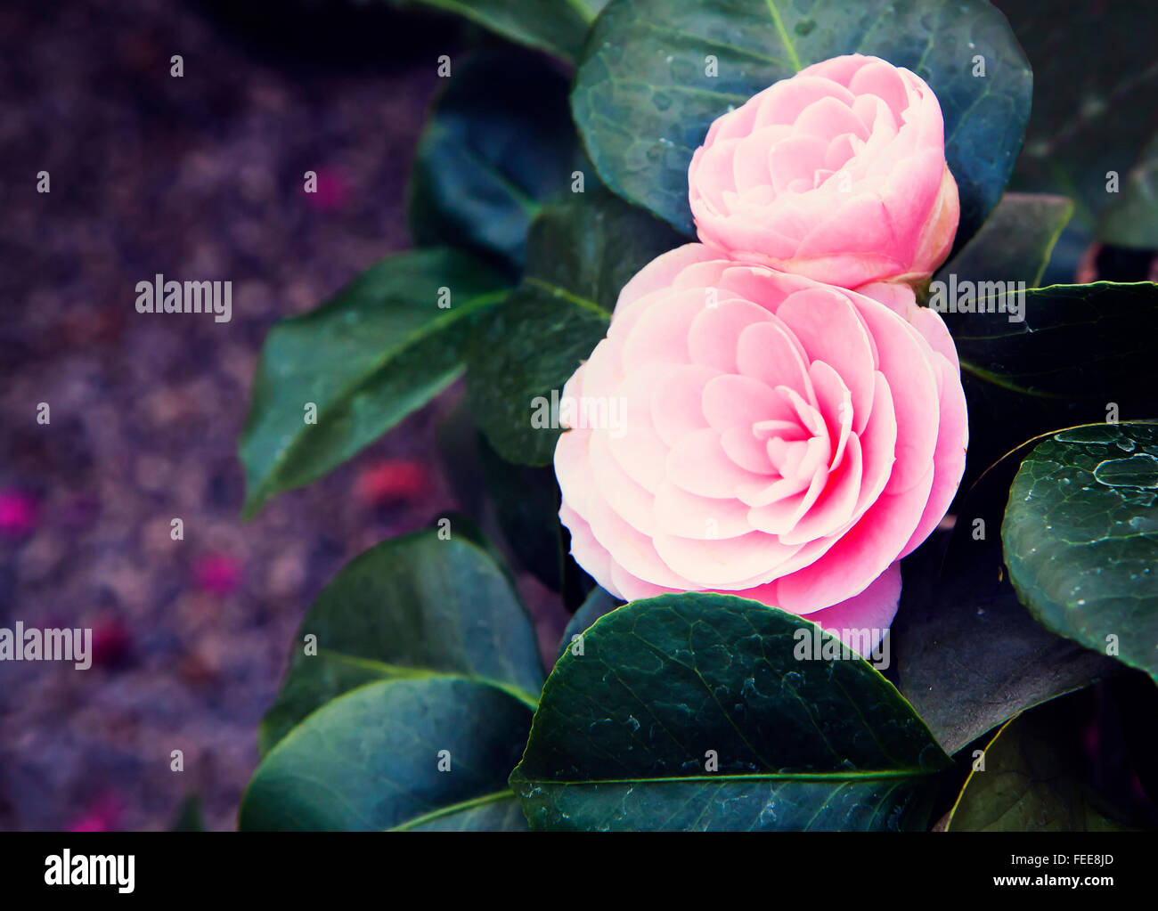 Double pink camellia hi-res stock photography and images - Alamy