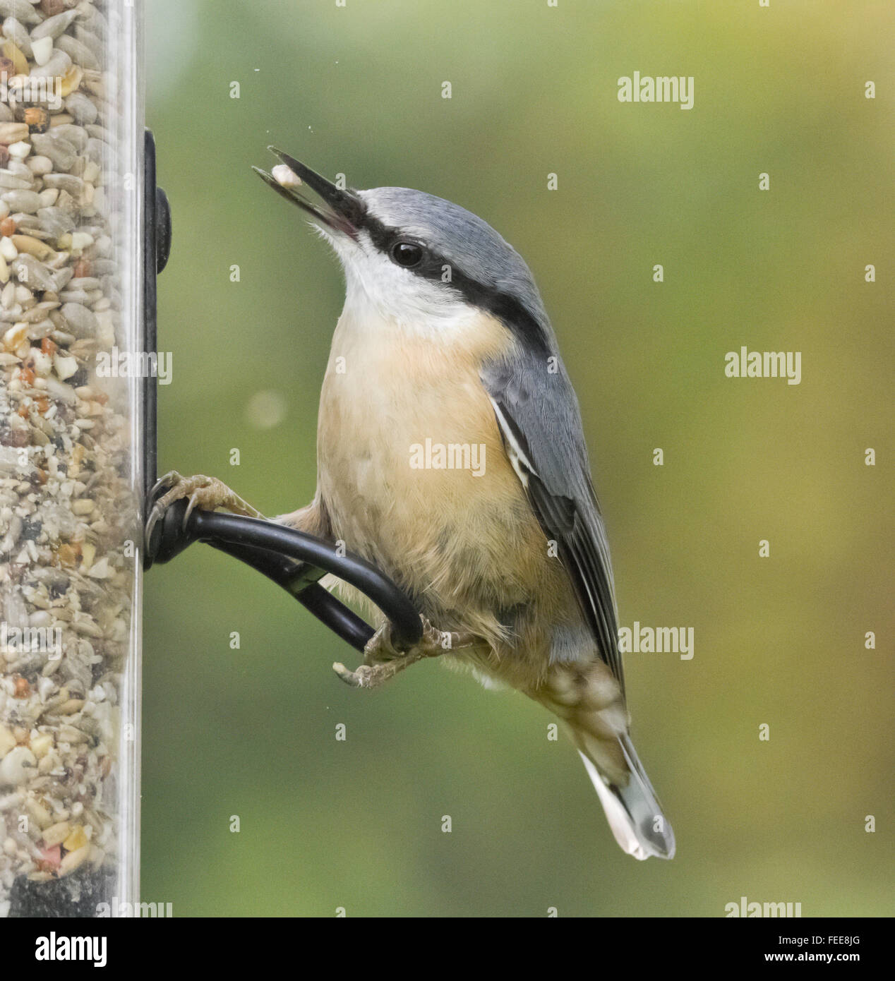 Nuthatch in Mainsriddle garden, near RSPB Mersehead, Dumfries and ...
