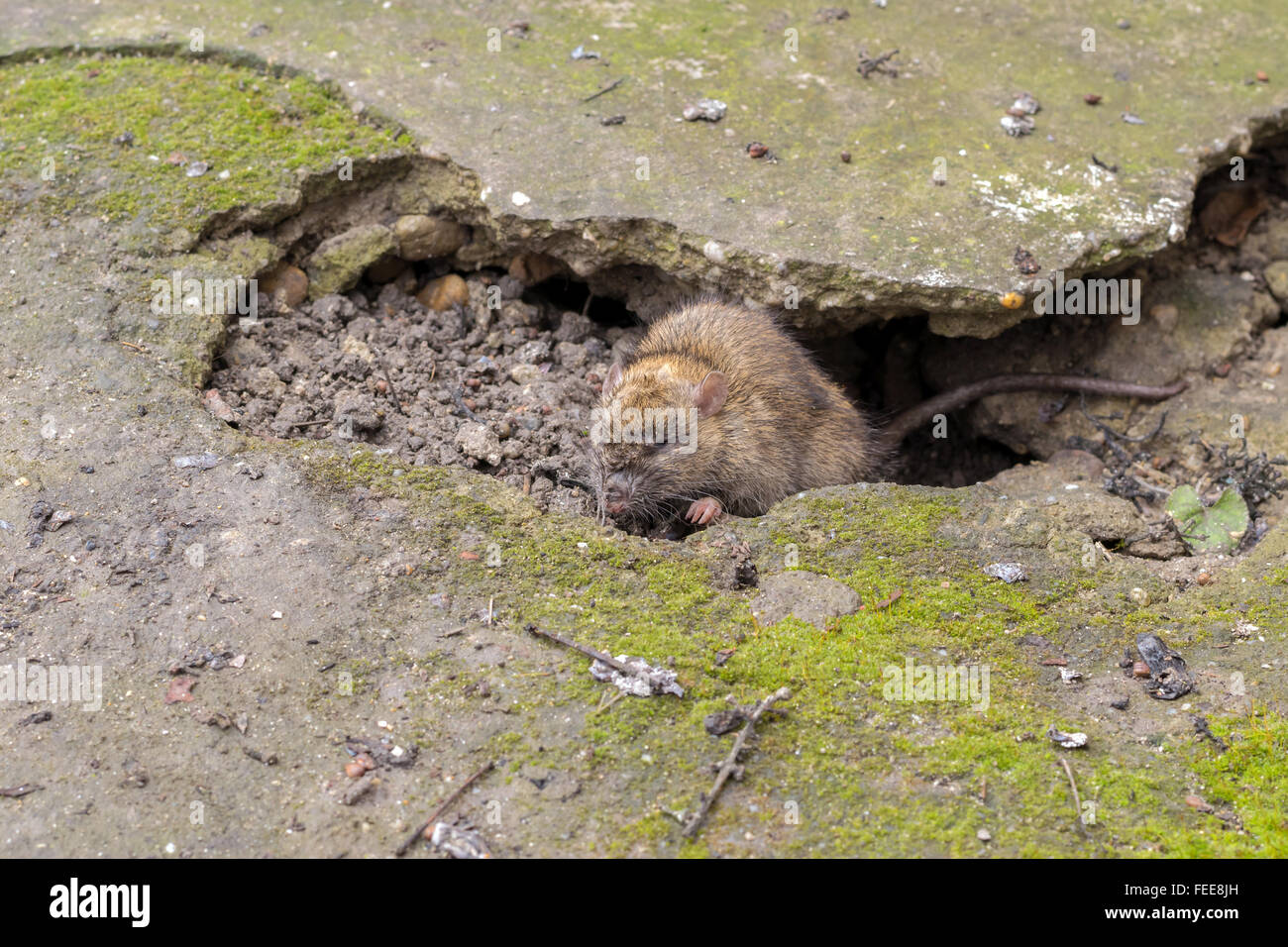 Rat at the entrance of rat den Stock Photo - Alamy