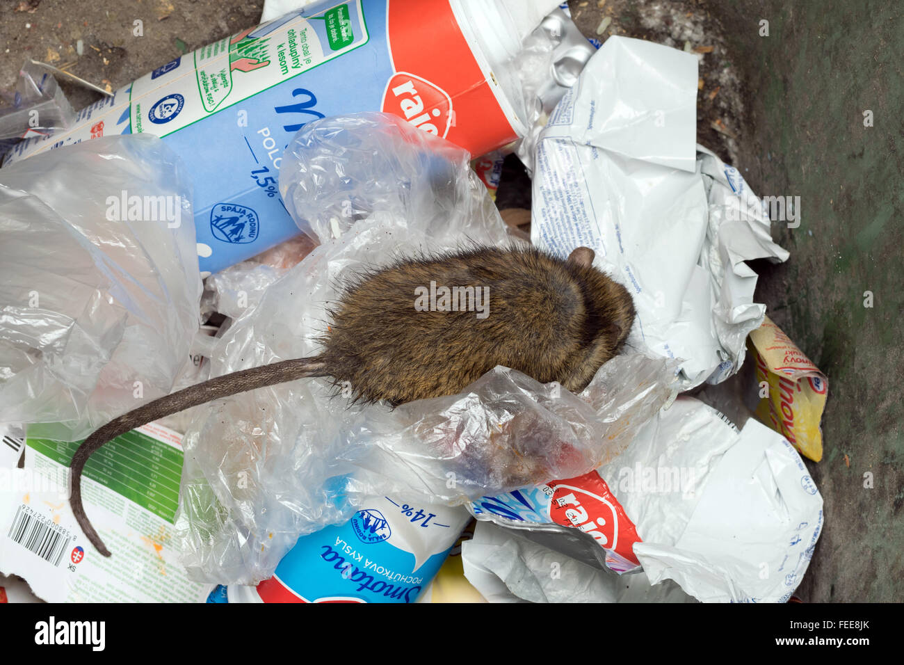Rat in the garbage Stock Photo - Alamy