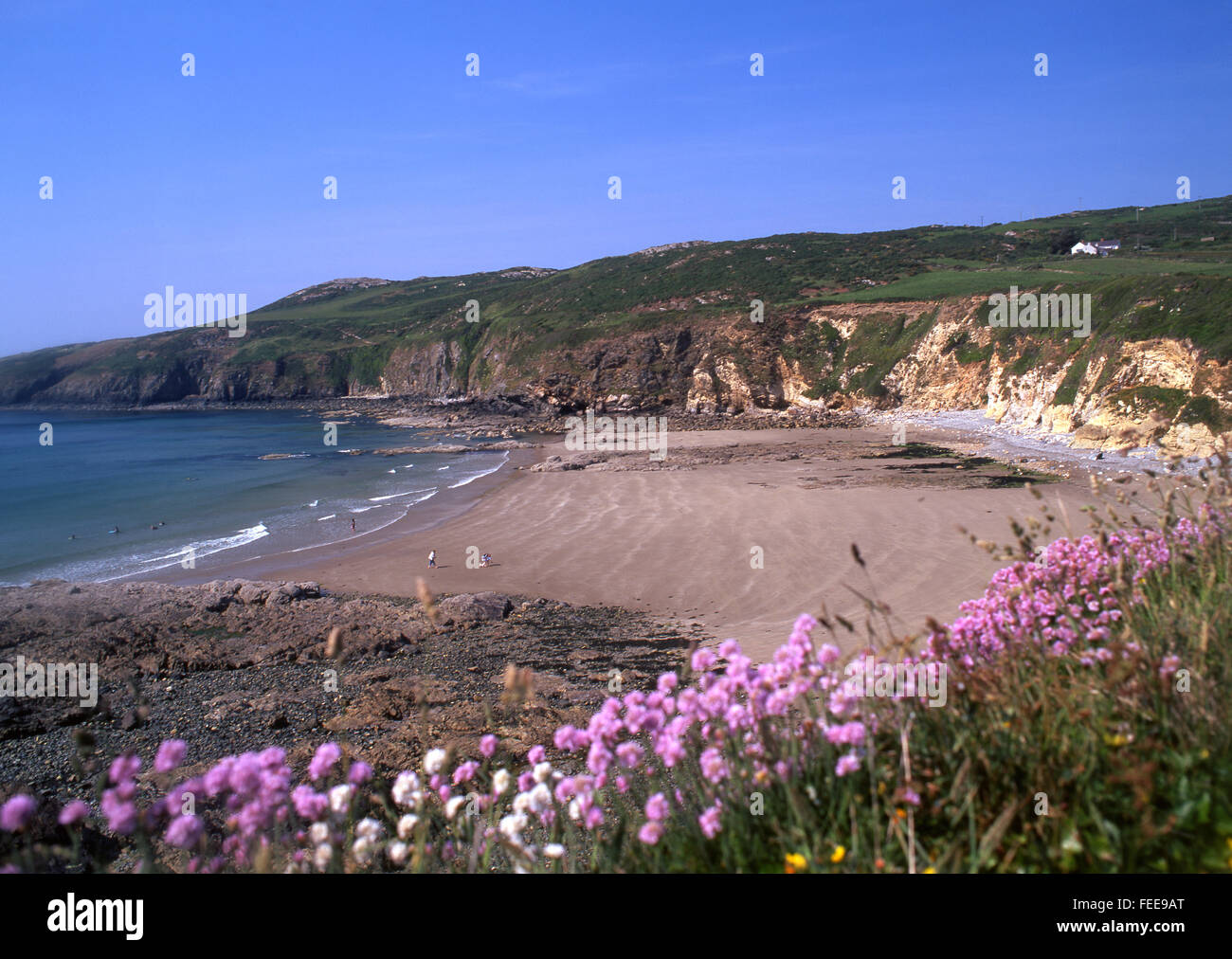 Church Bay Porth Swtan View of beach in spring with sea pink / thrift ...
