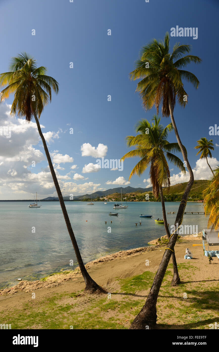 Tropical scene of palm trees, boats and calm waters in a recently ...