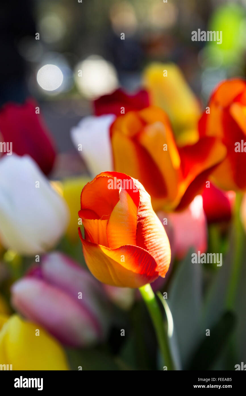 Assorted bulb flowers hi-res stock photography and images - Alamy