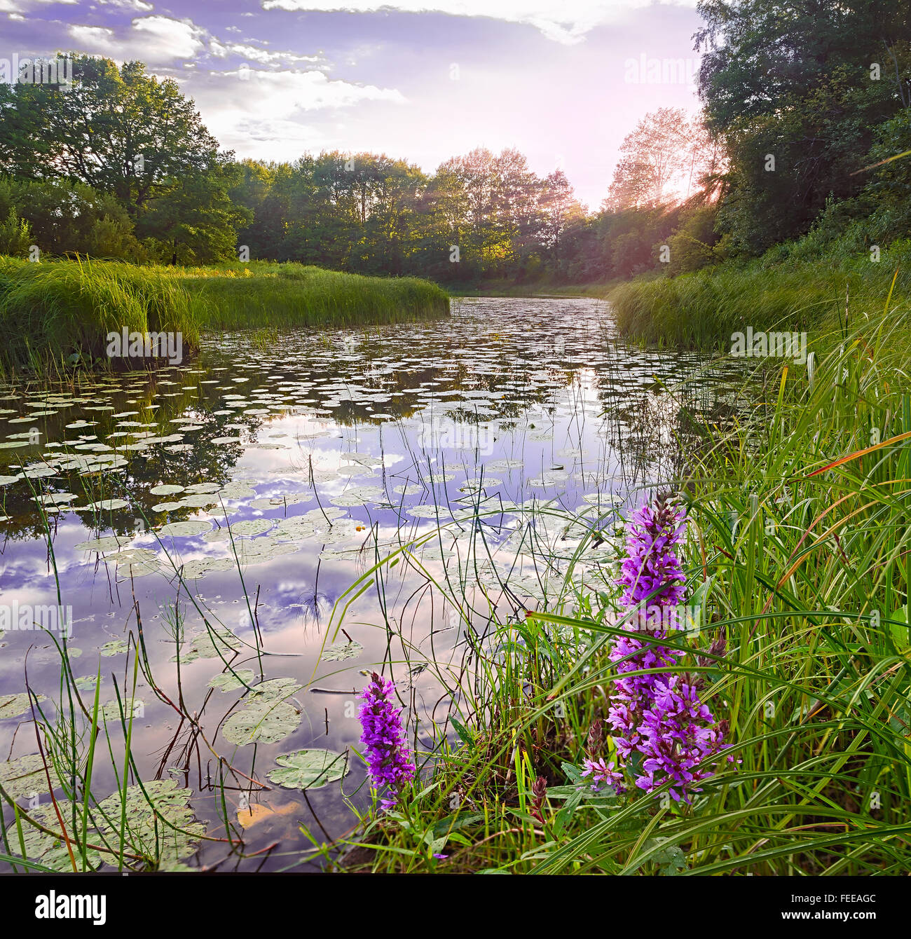 Sunset in the river backwater Stock Photo - Alamy