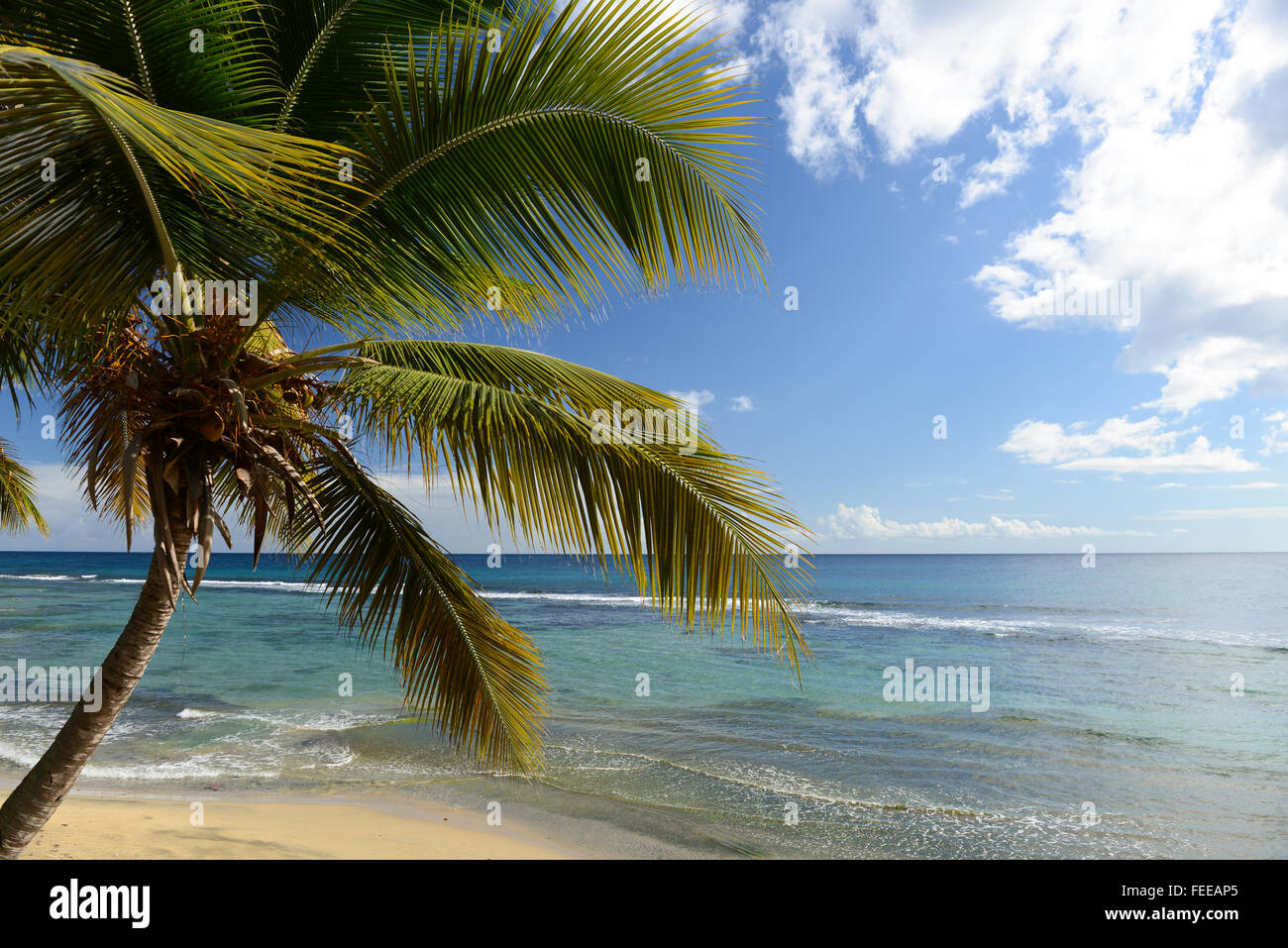 Tropical scene of clear waters and palm tree over beach. Patillas ...