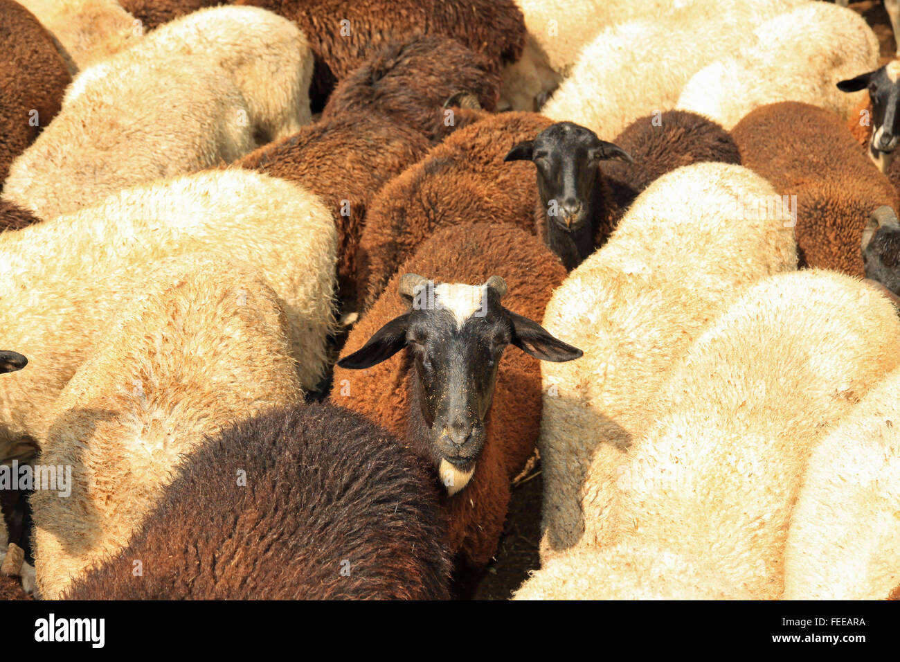Greek sheep hi-res stock photography and images - Alamy