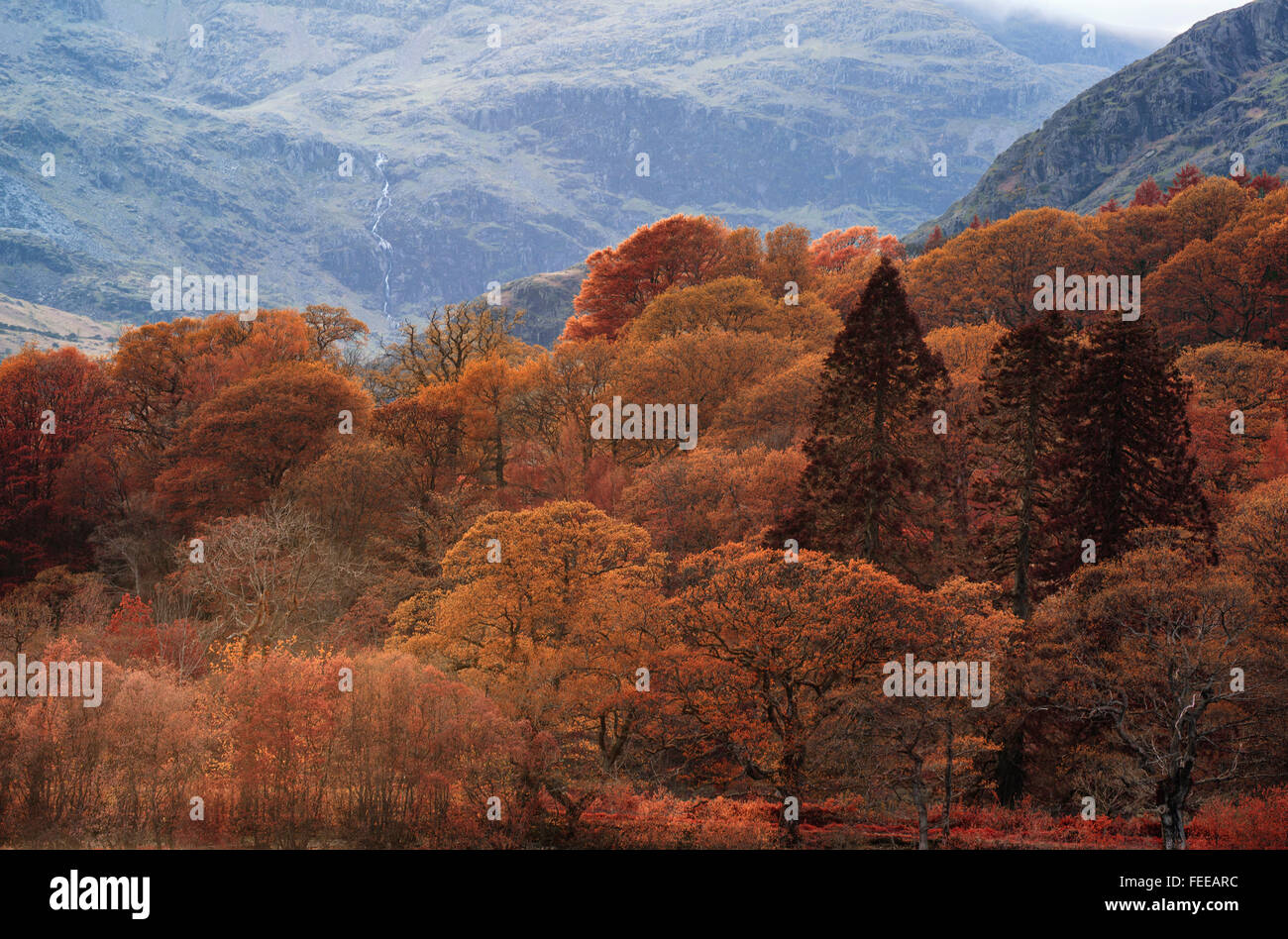 Stunning Autumn Fall color landscape of Lake District in England Stock ...