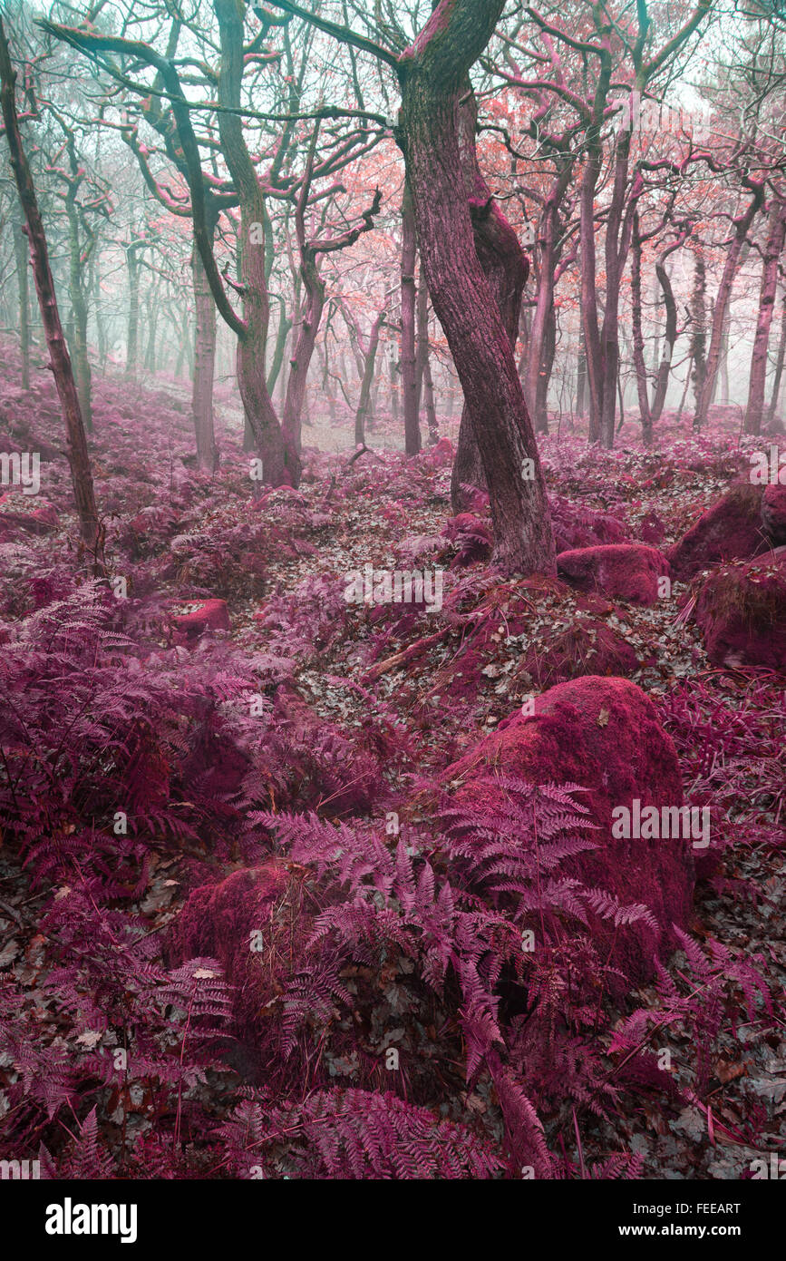 Pink Forest Ireland