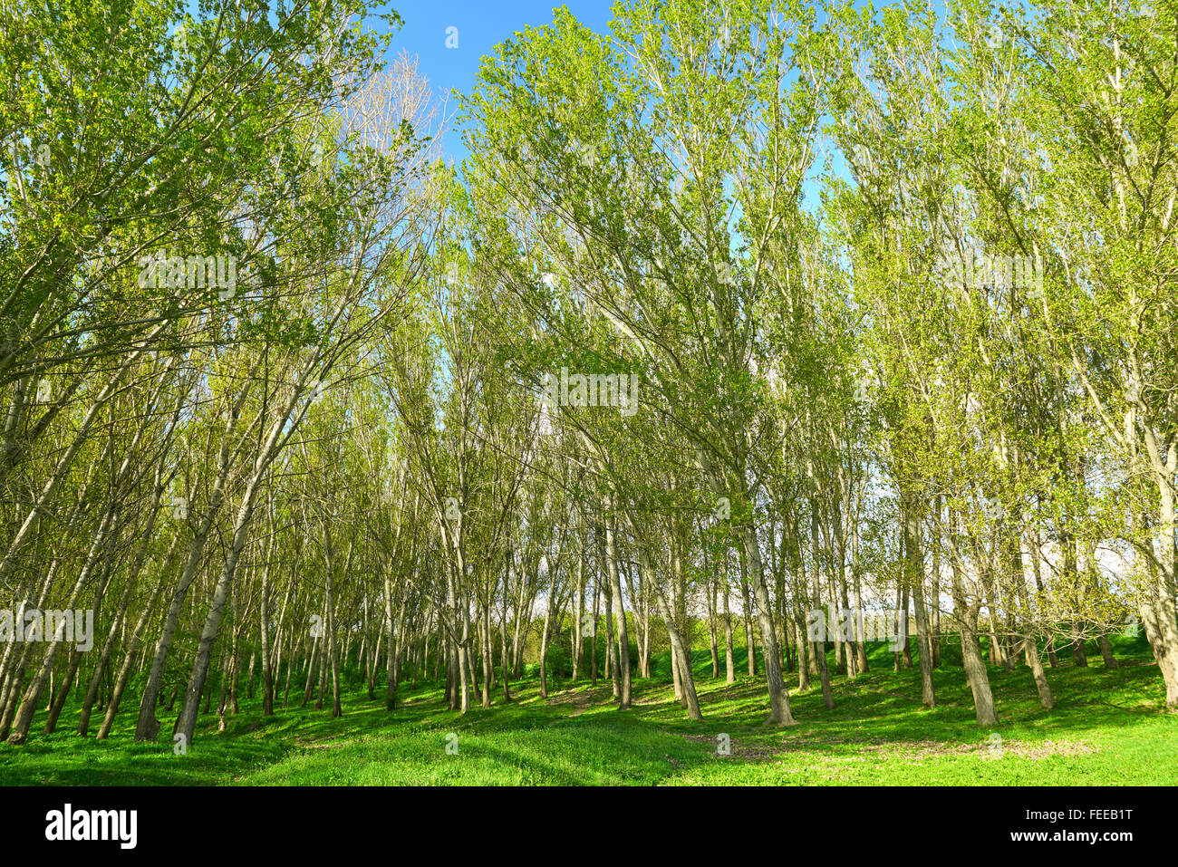 bright summer landscape, trees in forest Stock Photo - Alamy