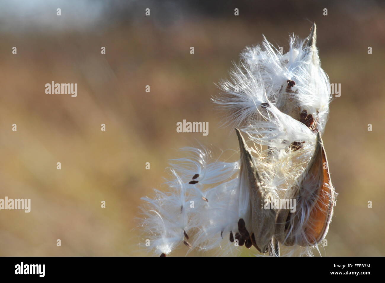 Open pods with seeds hi-res stock photography and images - Alamy