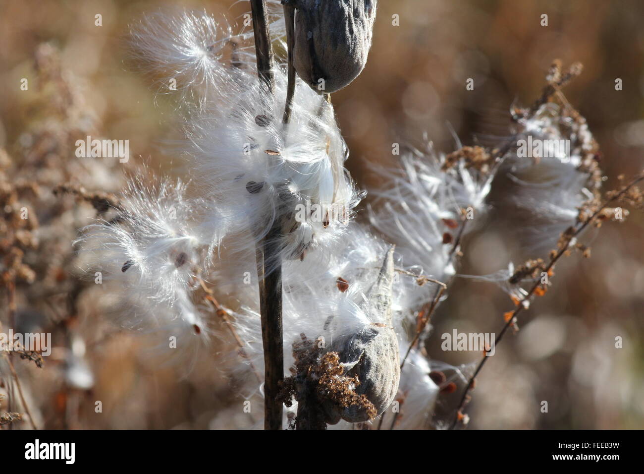 Dried in air hi-res stock photography and images - Alamy