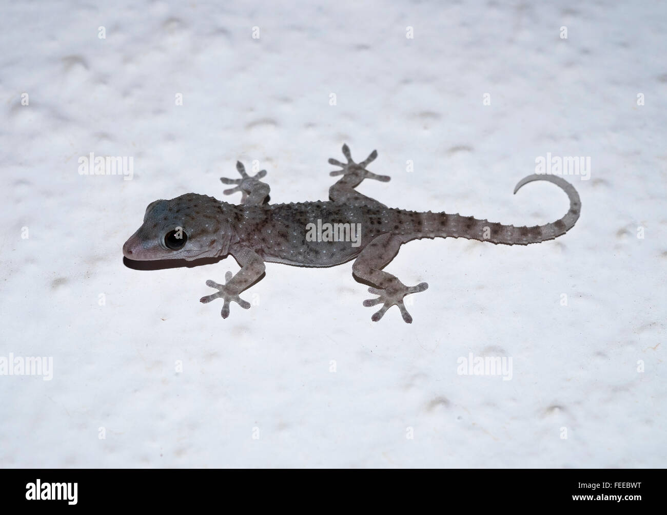 Gomero wall gecko or La Gomera Gecko (Tarentola gomerensis), La Gomera ...