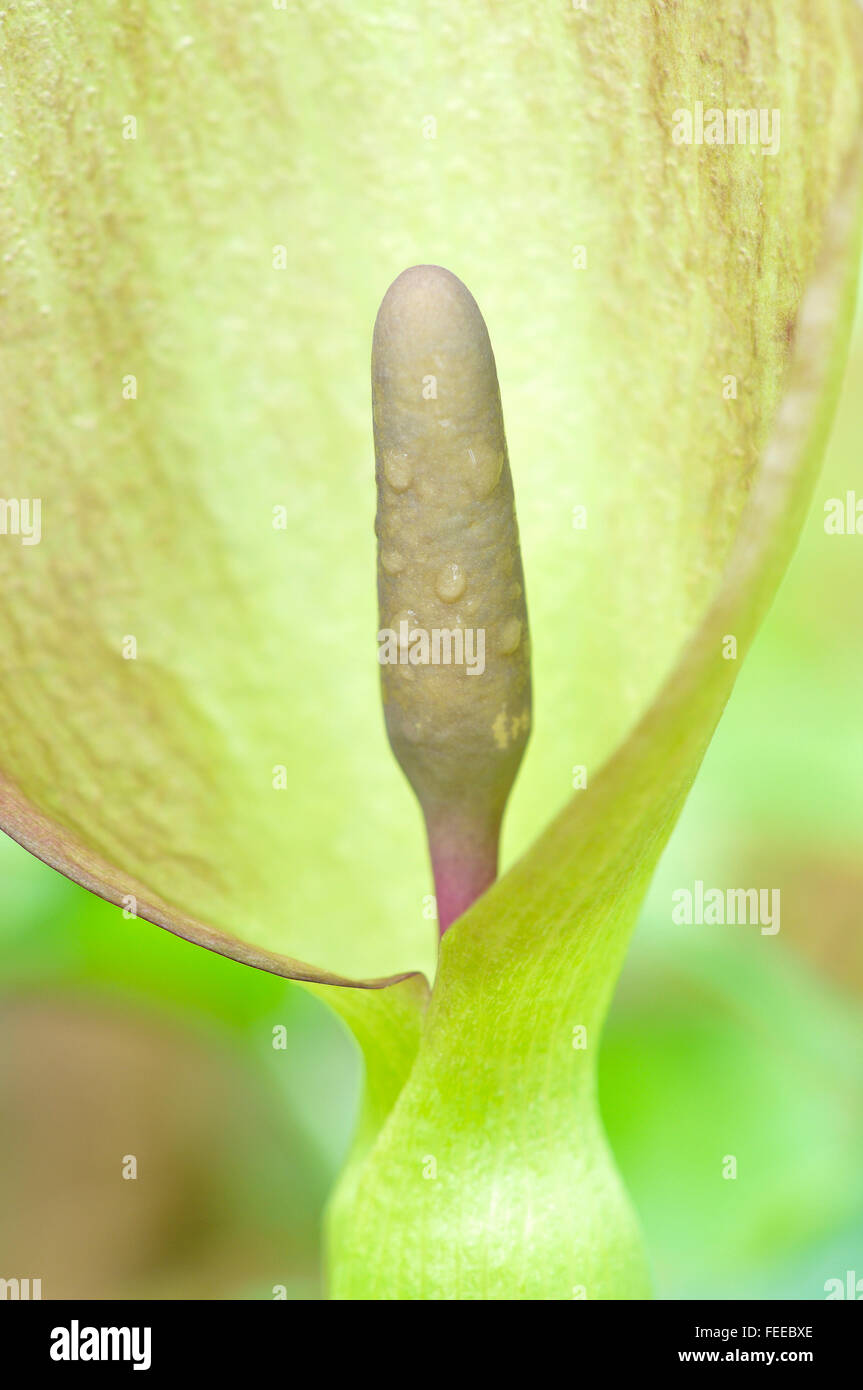 Snakeshead (Arum maculatum), spathe and spadix, North Rhine-Westphalia ...