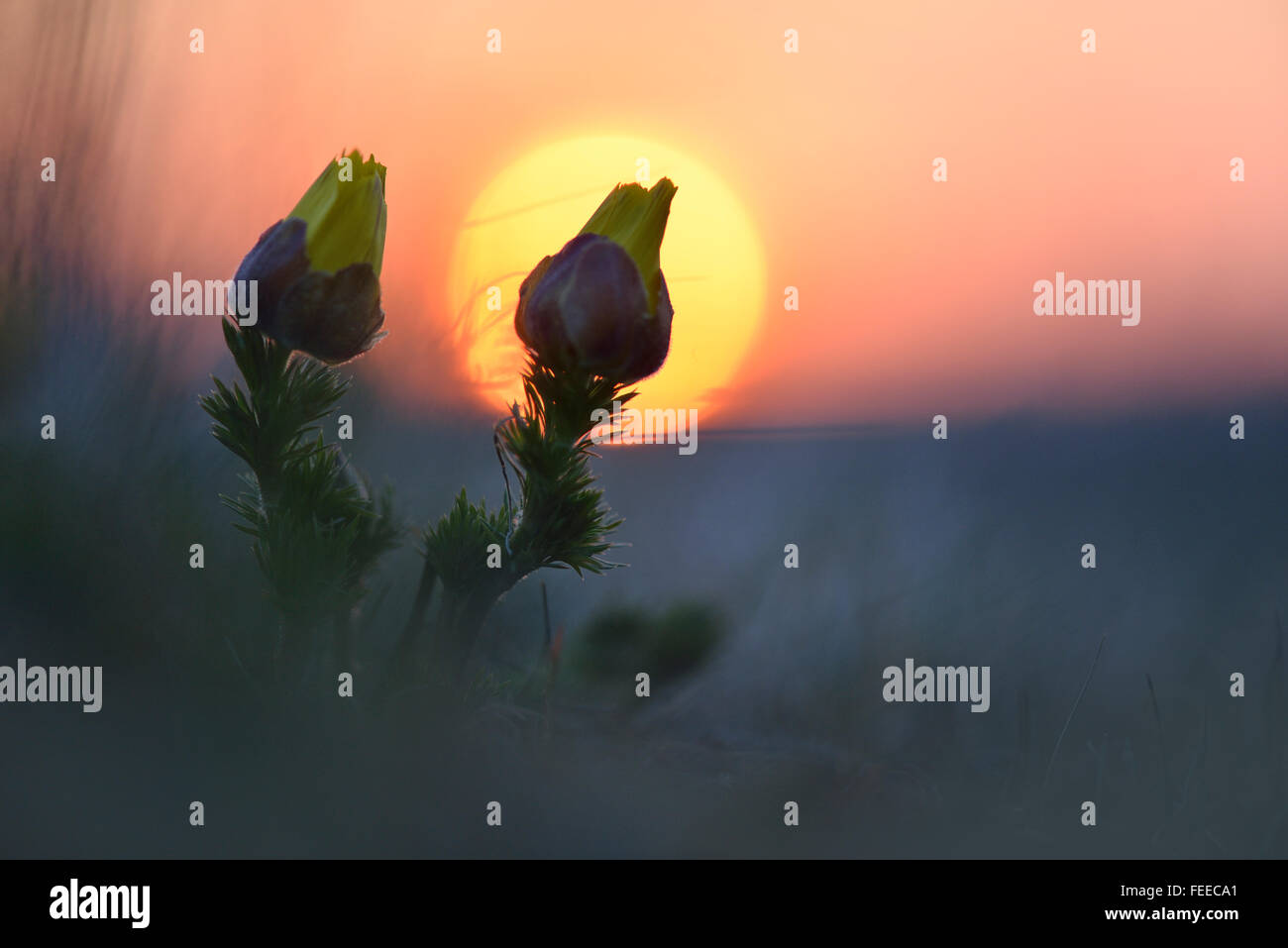Pheasant's eye or false hellebore (Adonis vernalis) at sunrise ...