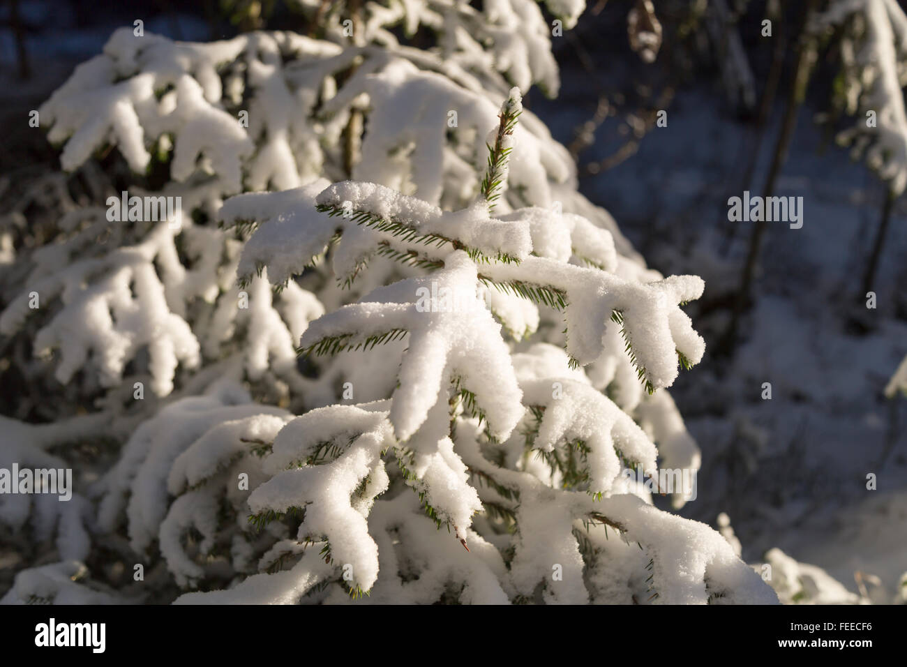 Small Spruce Tree Covered in Snow Stock Photo - Alamy
