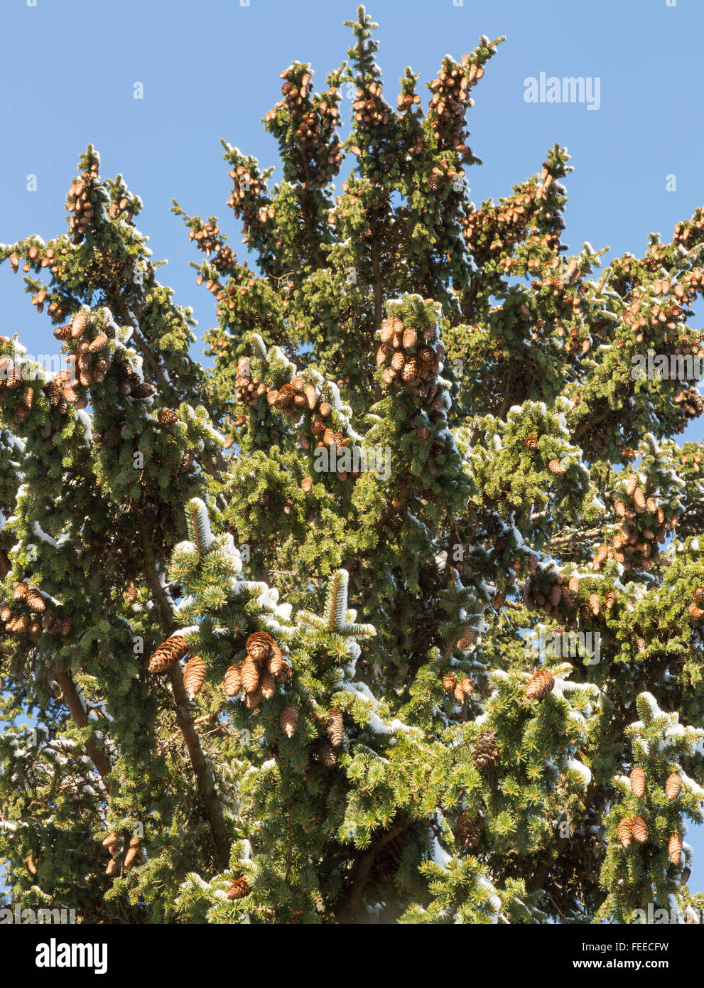 Spruce Tree with Cones and Snow Stock Photo - Alamy