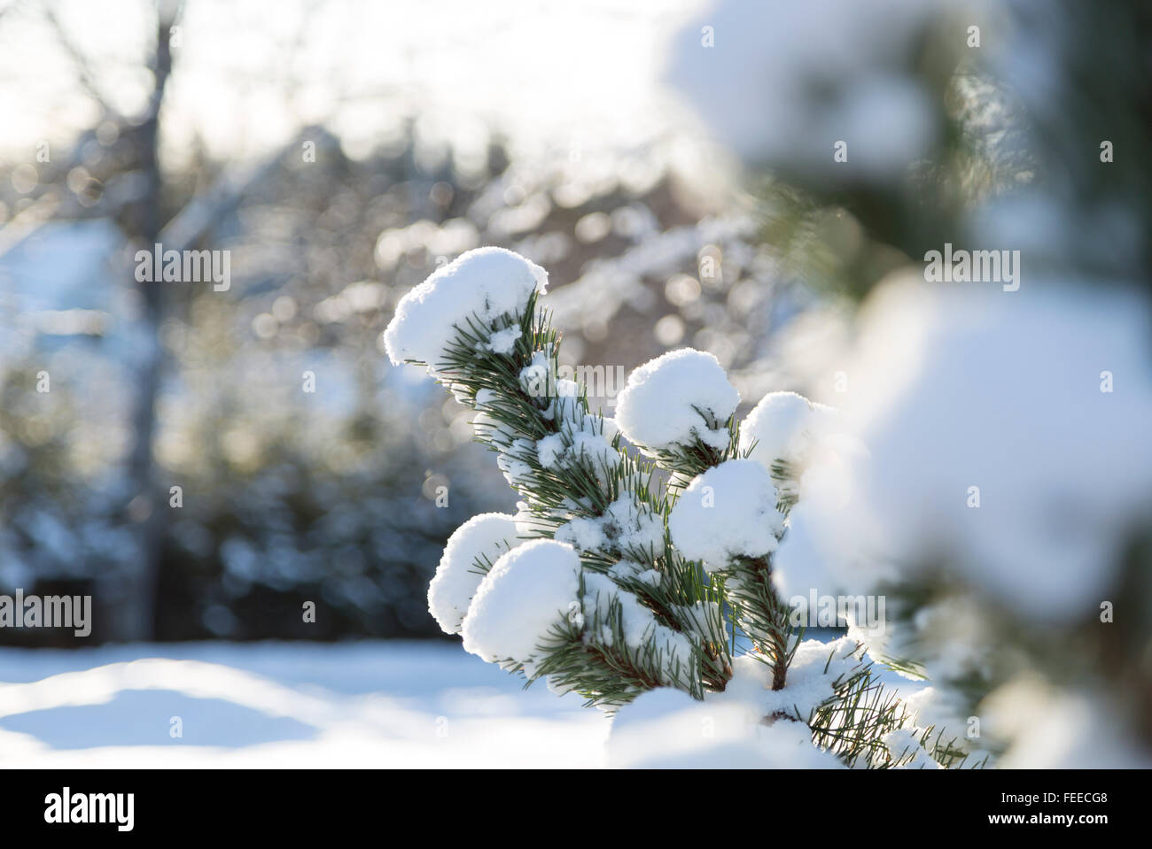 Covered spruce hi-res stock photography and images - Alamy
