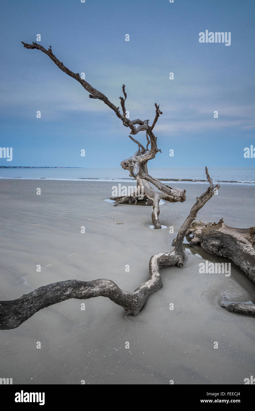 Oldtrees hi-res stock photography and images - Alamy