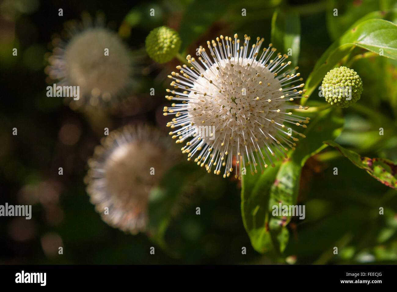 A blooming Buttonbush, Cephalanthus occidentalis, with spherical white ...