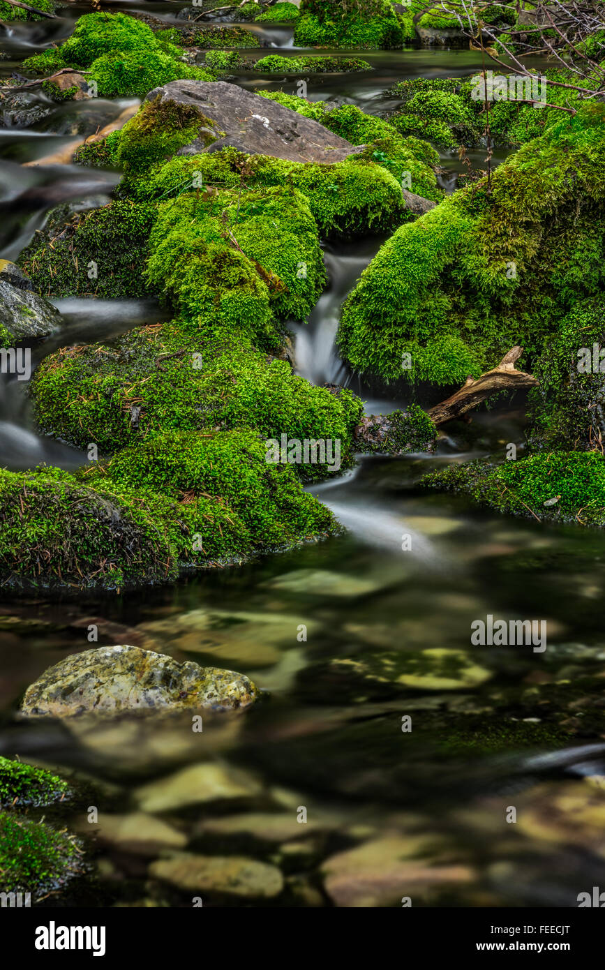 Water moss america hi-res stock photography and images - Alamy