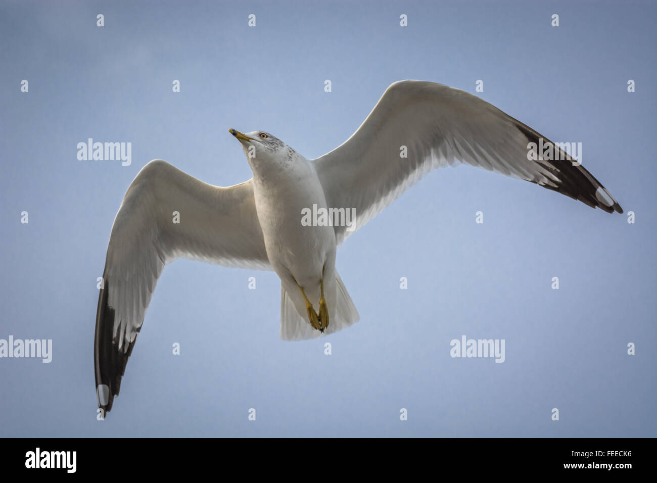 Seagull in flight Stock Photo - Alamy