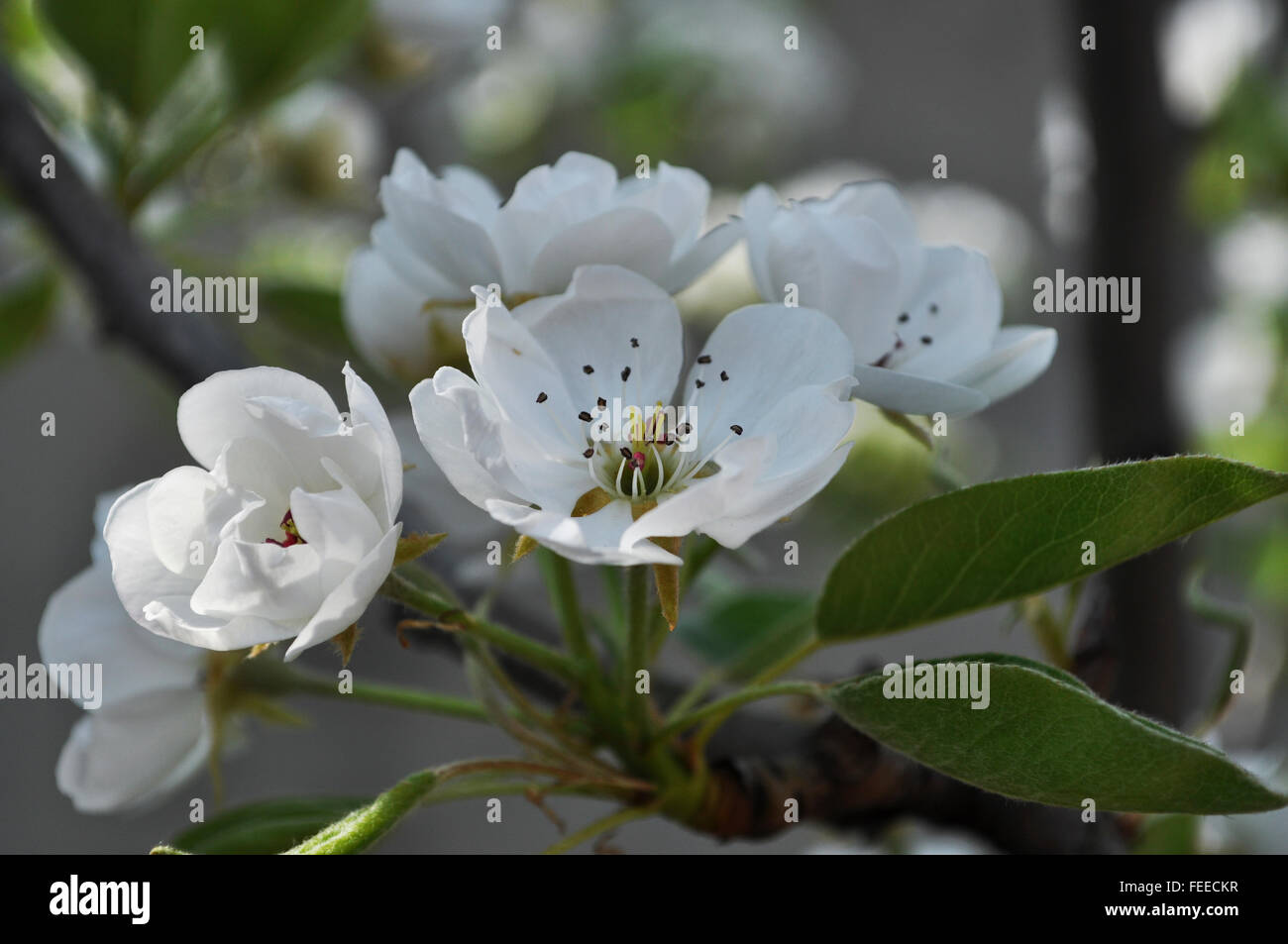 inflorescence buds on apple tree branch Stock Photo - Alamy