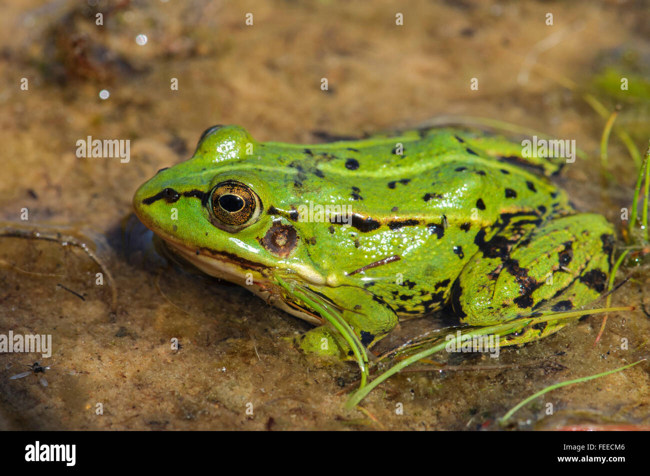 Edible Green Frog Rana esculenta Stock Photo - Alamy