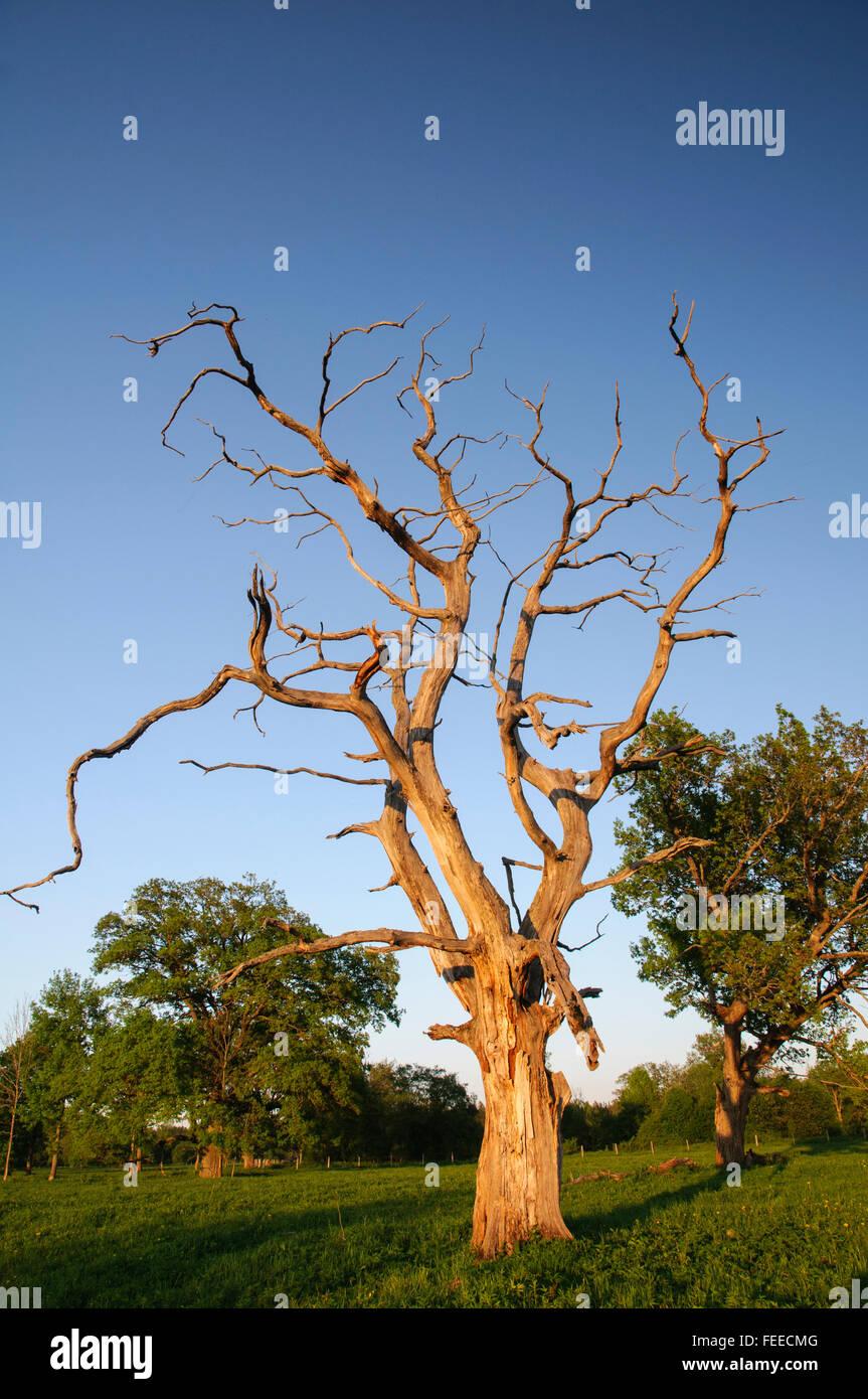 Dead oak tree in a wooded meadow (nature reserve Sita and Pededze ...