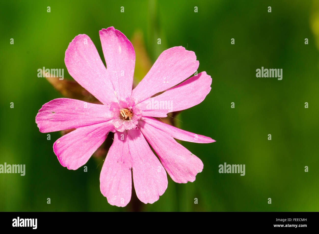 red campion Silene dioica flowers Stock Photo - Alamy