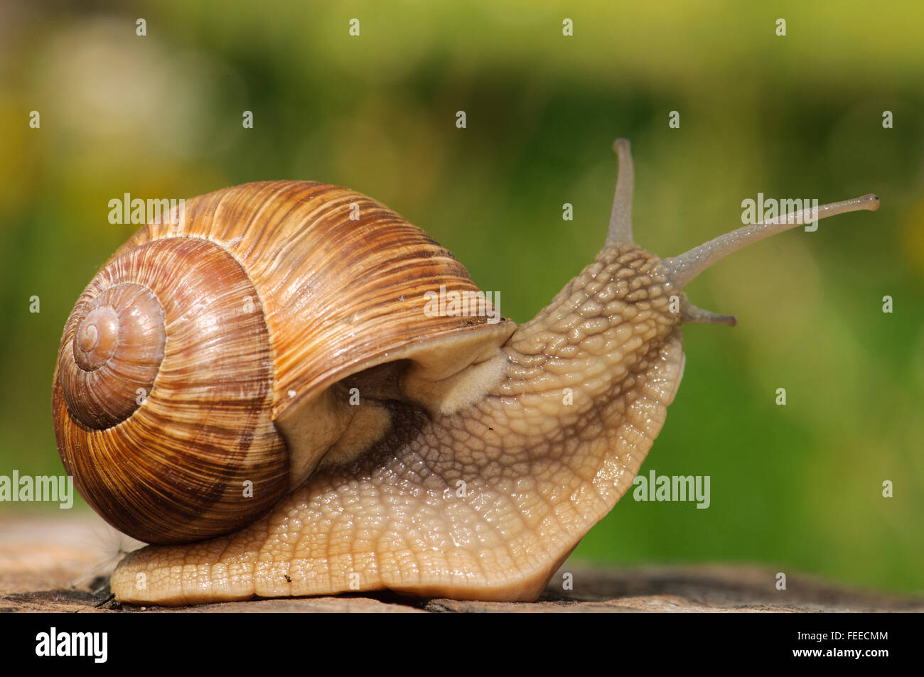 Burgundy snail Helix pomatia Stock Photo - Alamy