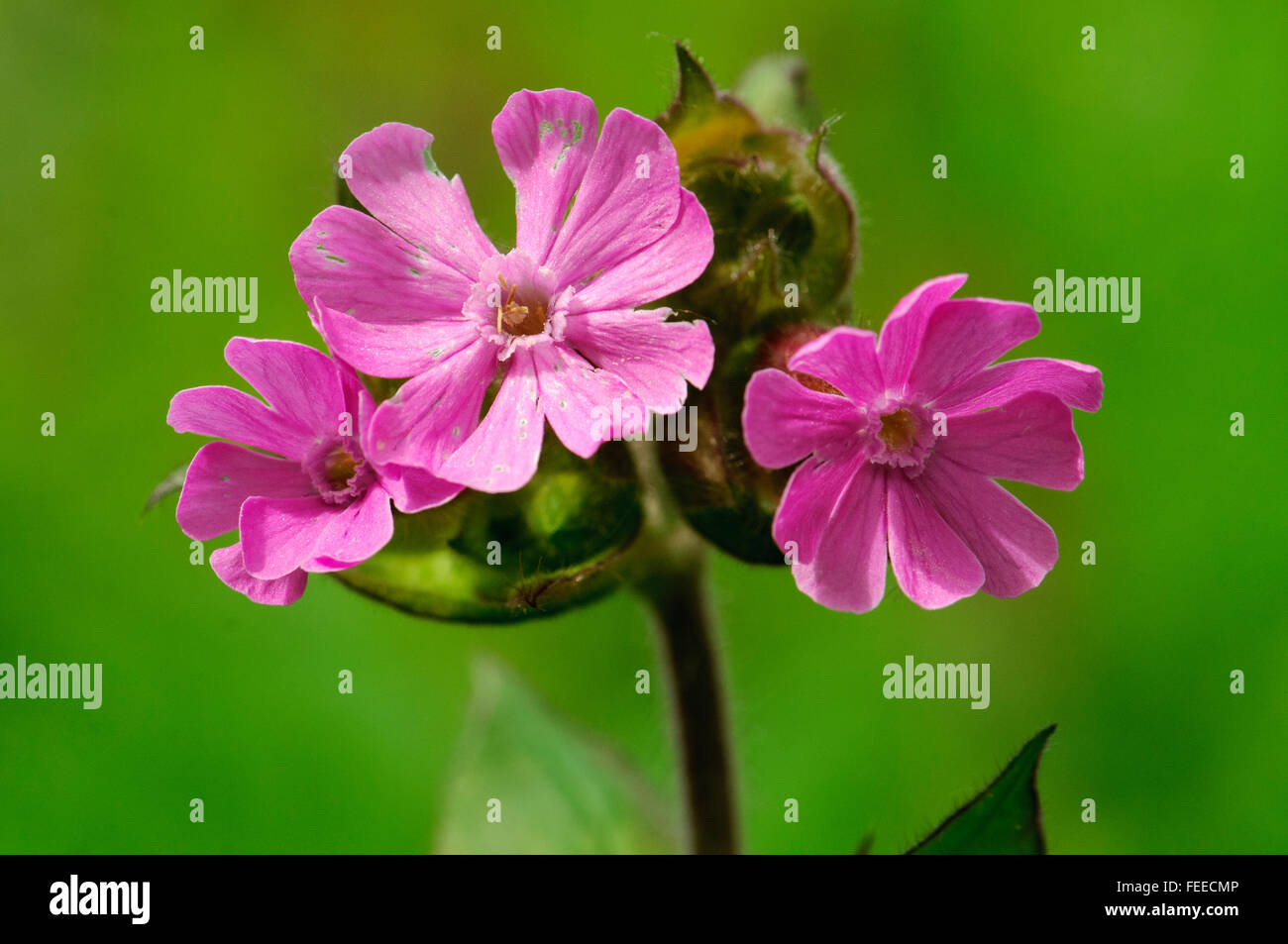 red campion Silene dioica flowers Stock Photo - Alamy
