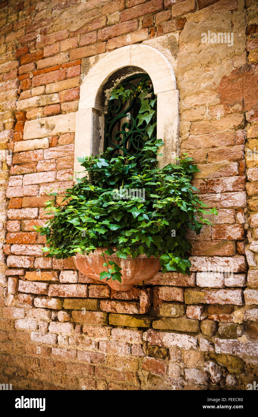 Ivy and window, Venice, Veneto, Italy Stock Photo - Alamy