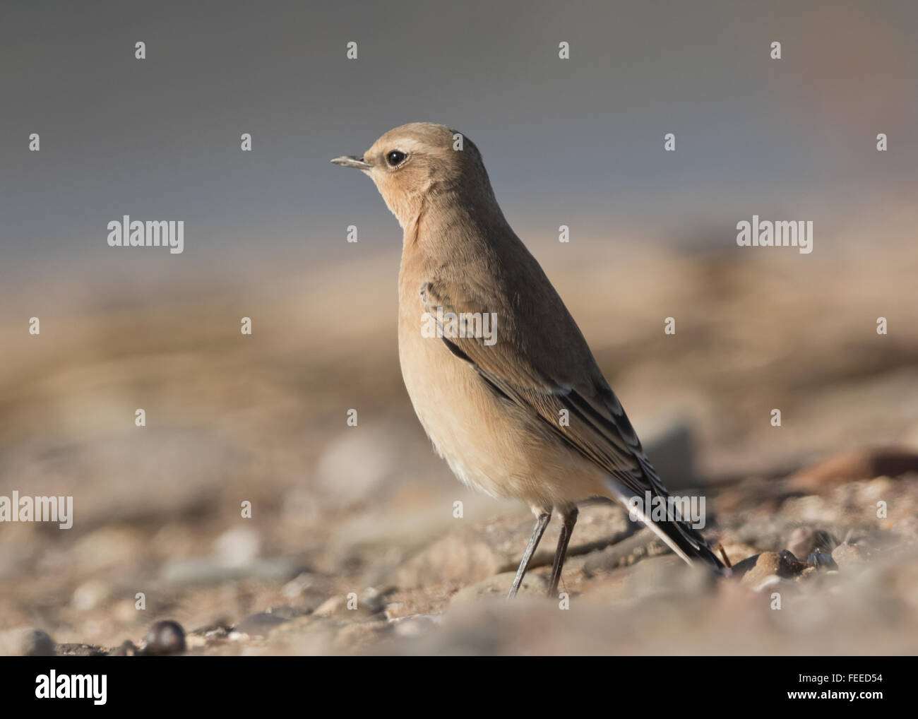 Wheatear on passage at high tide roost on Carse Bay shingle ridge ...
