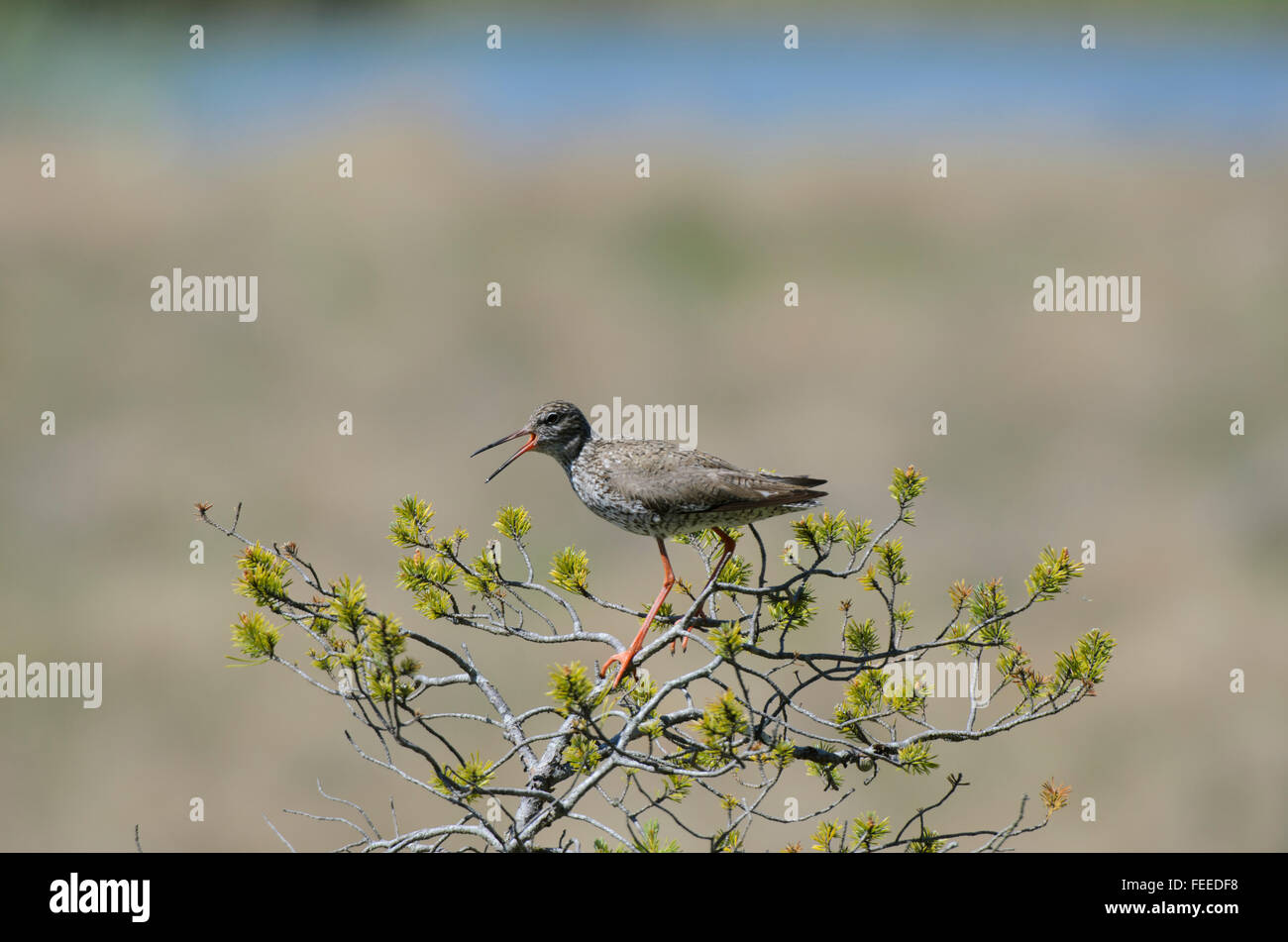 Tringa totanus charadriiformes hi-res stock photography and images - Alamy