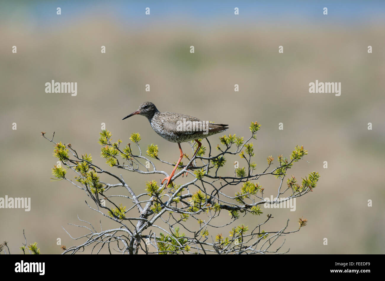 Tringa totanus charadriiformes hi-res stock photography and images - Alamy