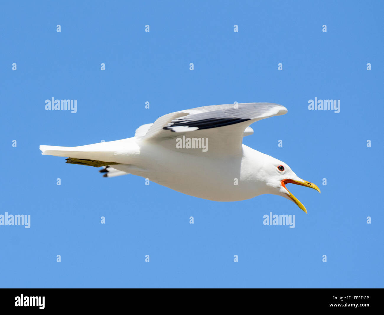 Adult Common Gull Larus canus flying alarmed Stock Photo - Alamy