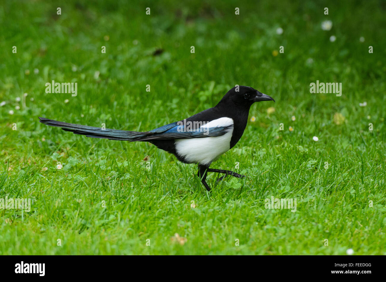 Common Magpie Pica pica walking in grass Stock Photo - Alamy